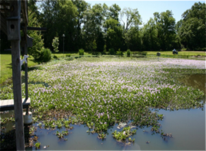 Shoreklear-Plus ® - Applied Biochemists